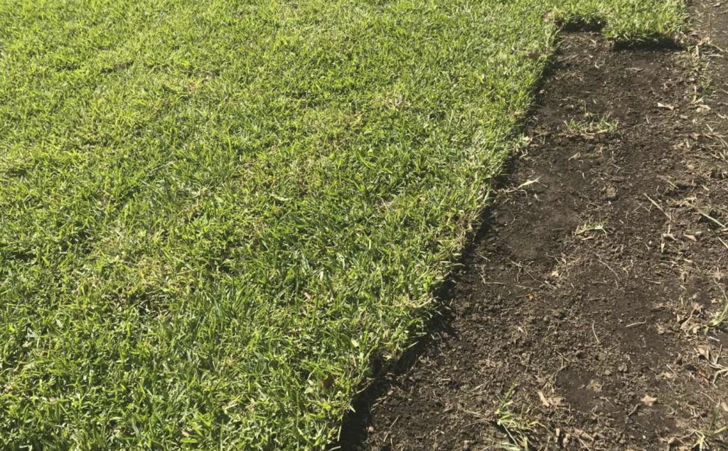 Plantas, Arbustos, Zacate San Agustín, Arboles, Variedad de plantas