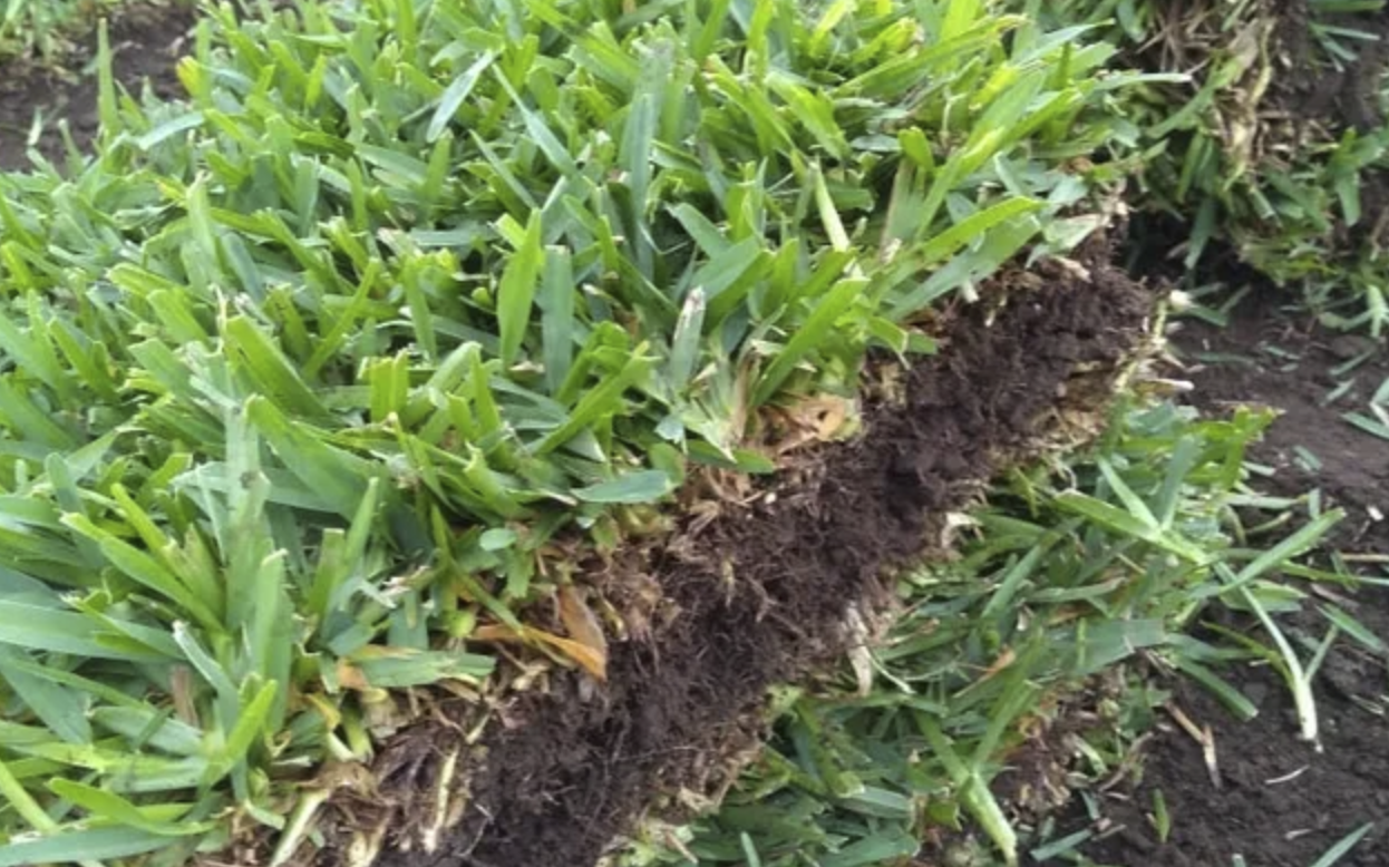 Plantas, Arbustos, Zacate San Agustín, Arboles, Variedad de plantas